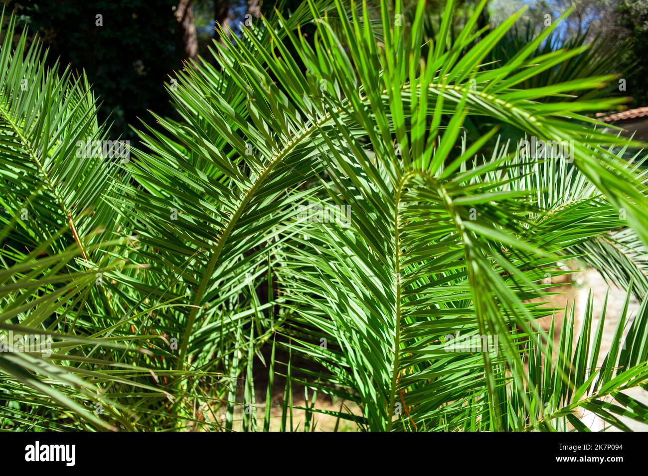Single green palm leaf. Palm tree close up. Green palm leaf textured ...