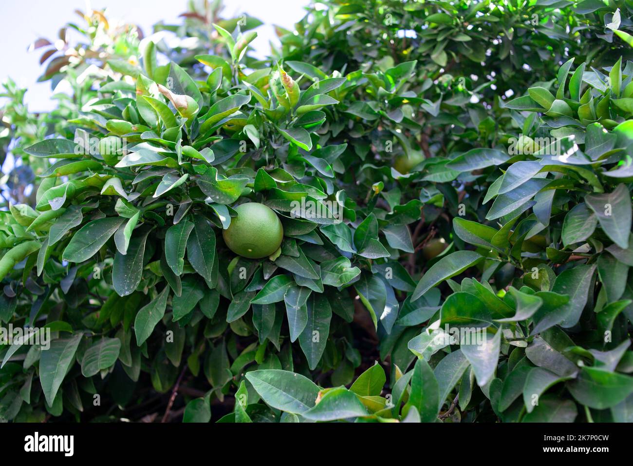 Tangerine tree. Tangerine tree foliage background. Green leaves foliage ...