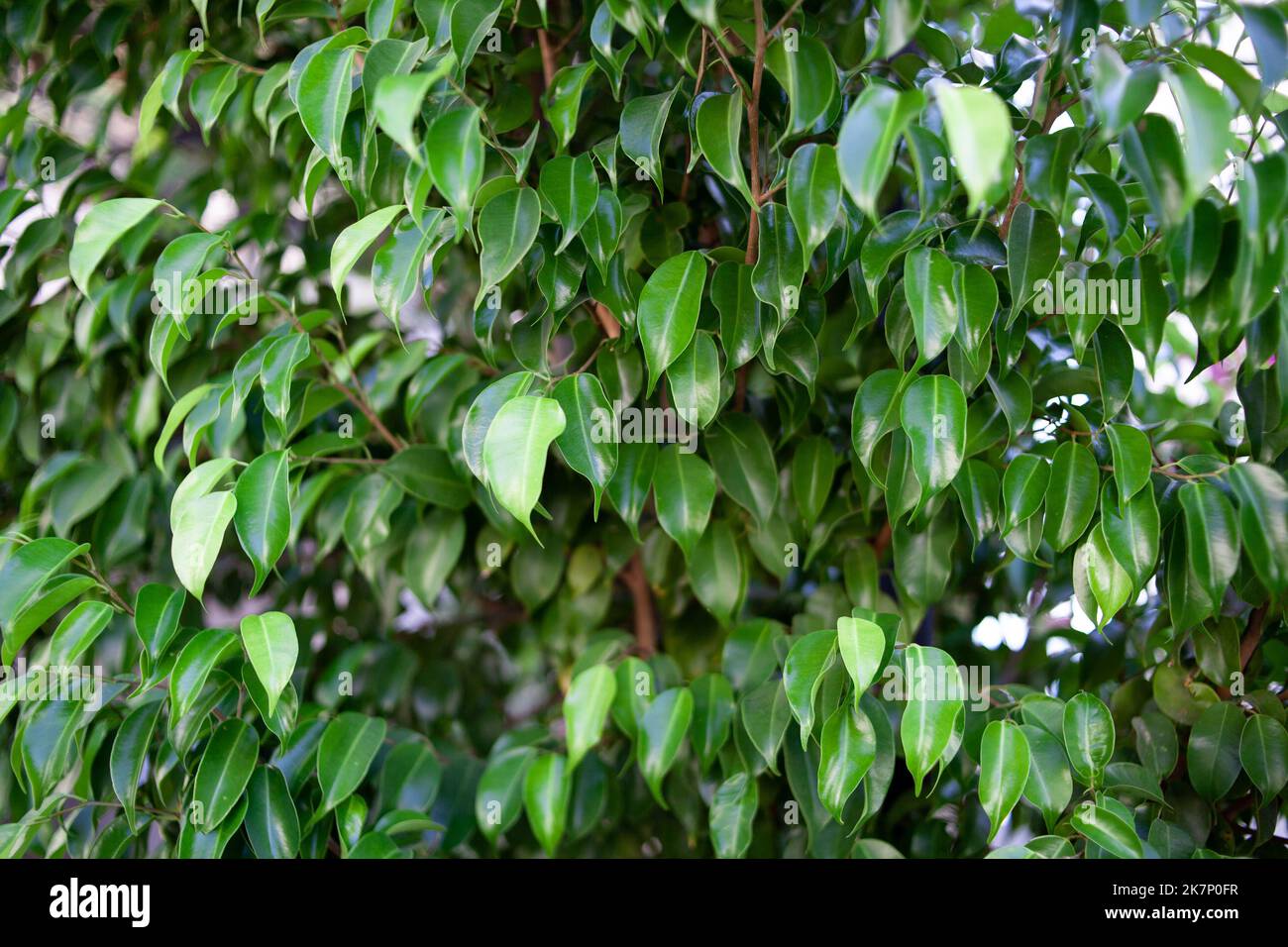 Lemon tree leaves. Lemon tree foliage background. Green leaves foliage ...