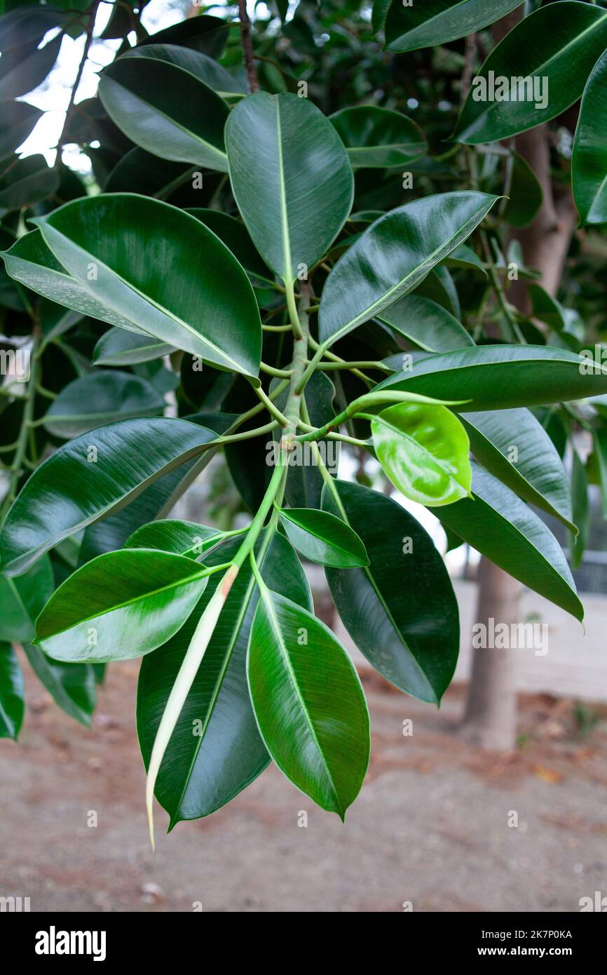 Ficus Benjamina tree leaves. Ficus Benjamina foliage. Green leaves ...