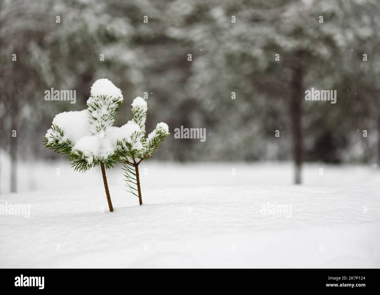 Winter background with small pine tree sapling under snow Stock Photo ...