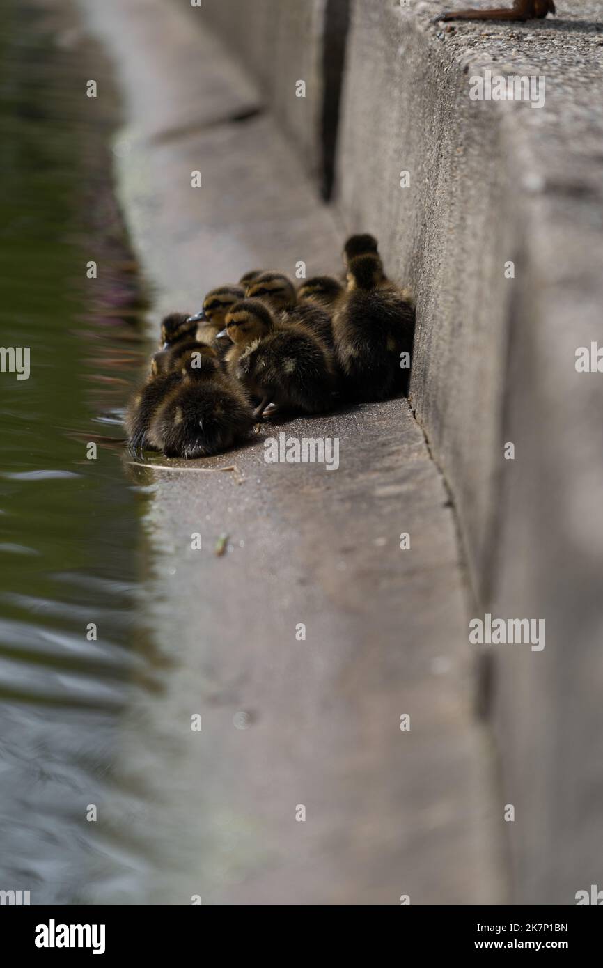 Mallard Duckling Duckling Huddled Together group shot low level water ...