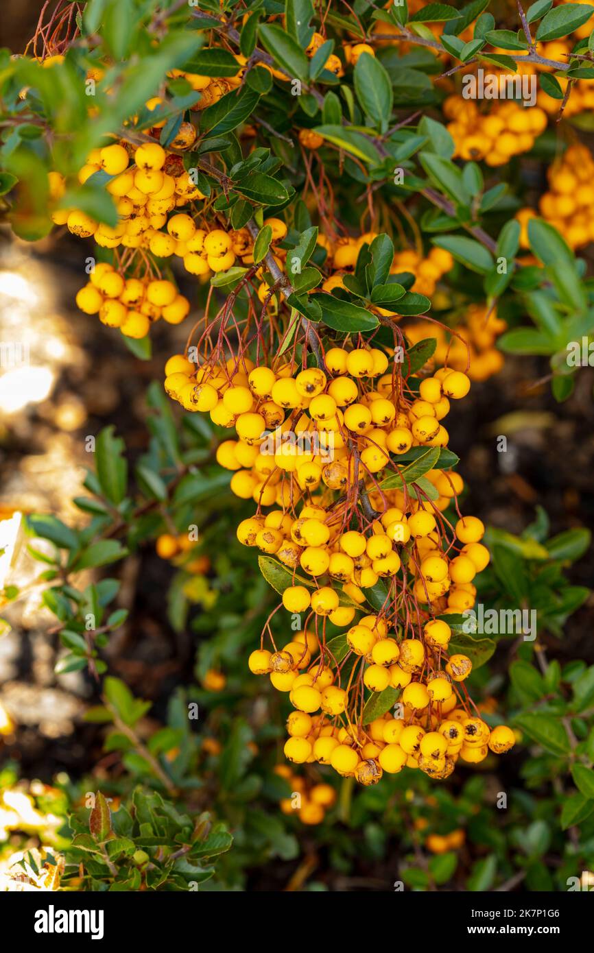 Pyracantha yellow sun hi-res stock photography and images - Alamy