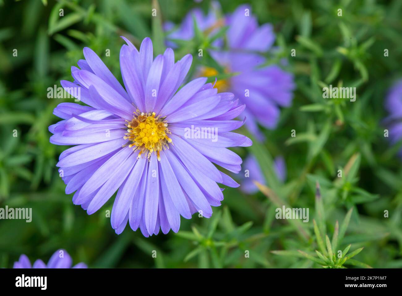 Radiant Aster flowers in close up, natural flower portrait Stock Photo ...