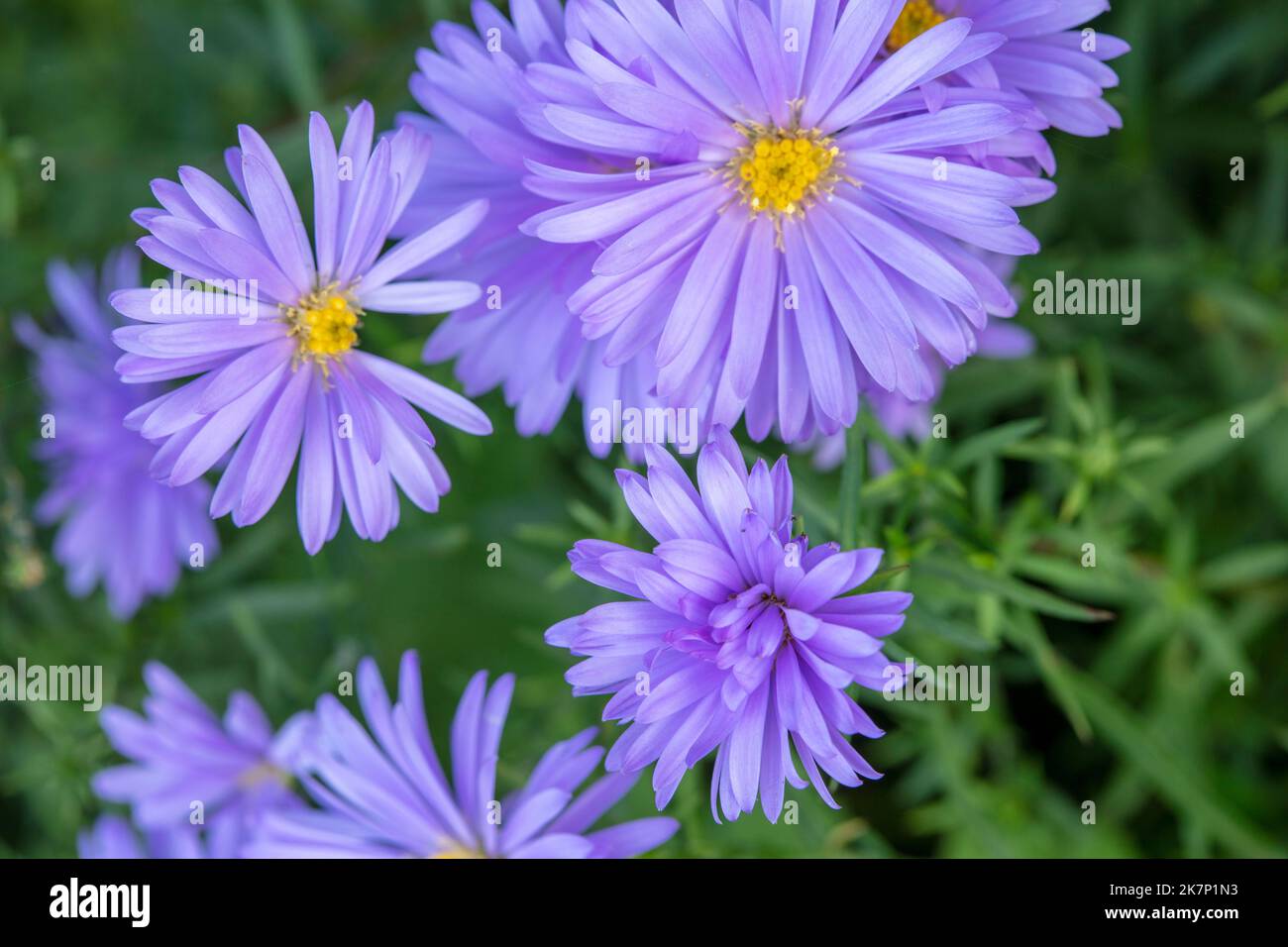 Radiant Aster flowers in close up, natural flower portrait Stock Photo ...