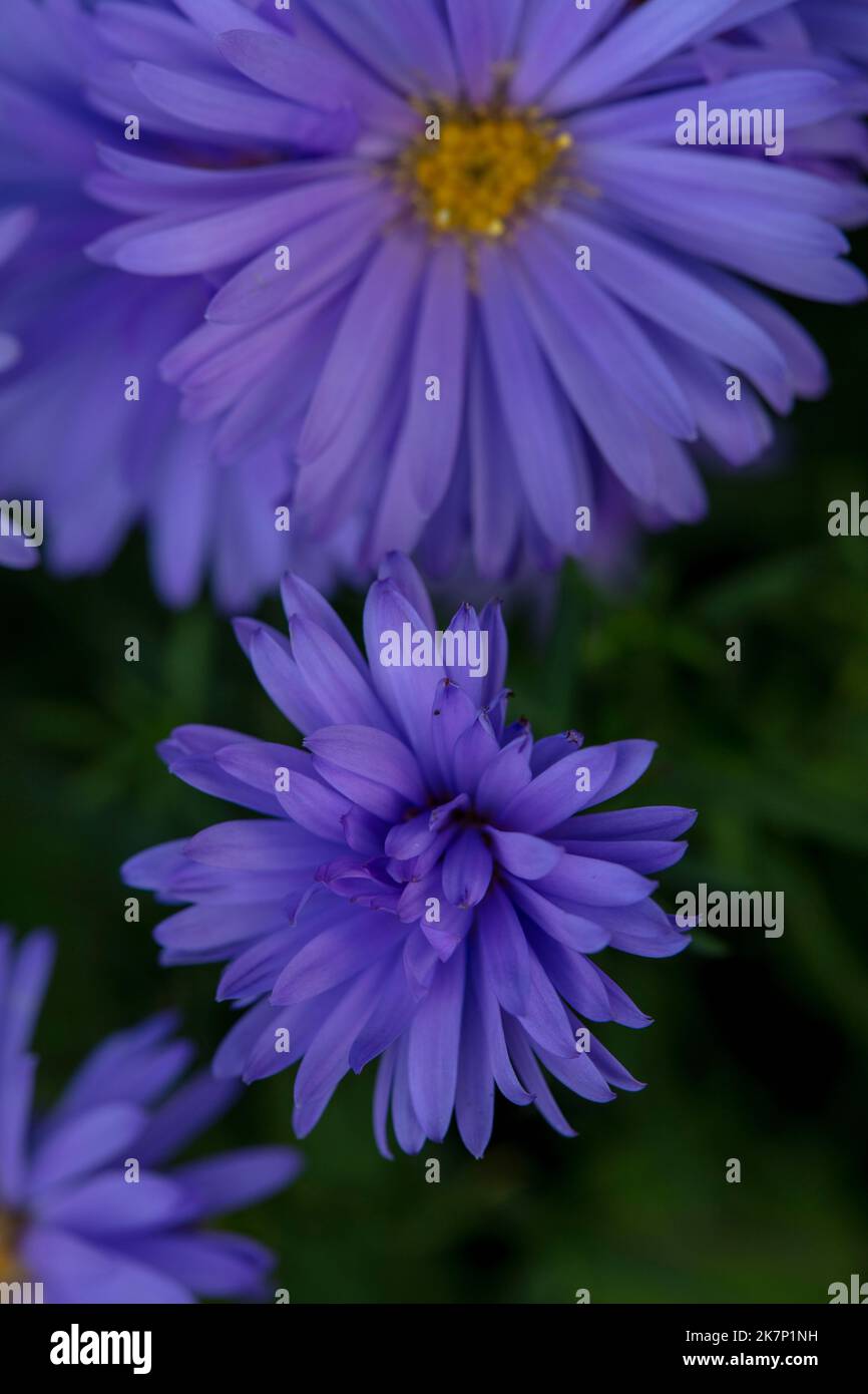 Radiant Aster flowers in close up, natural flower portrait Stock Photo ...