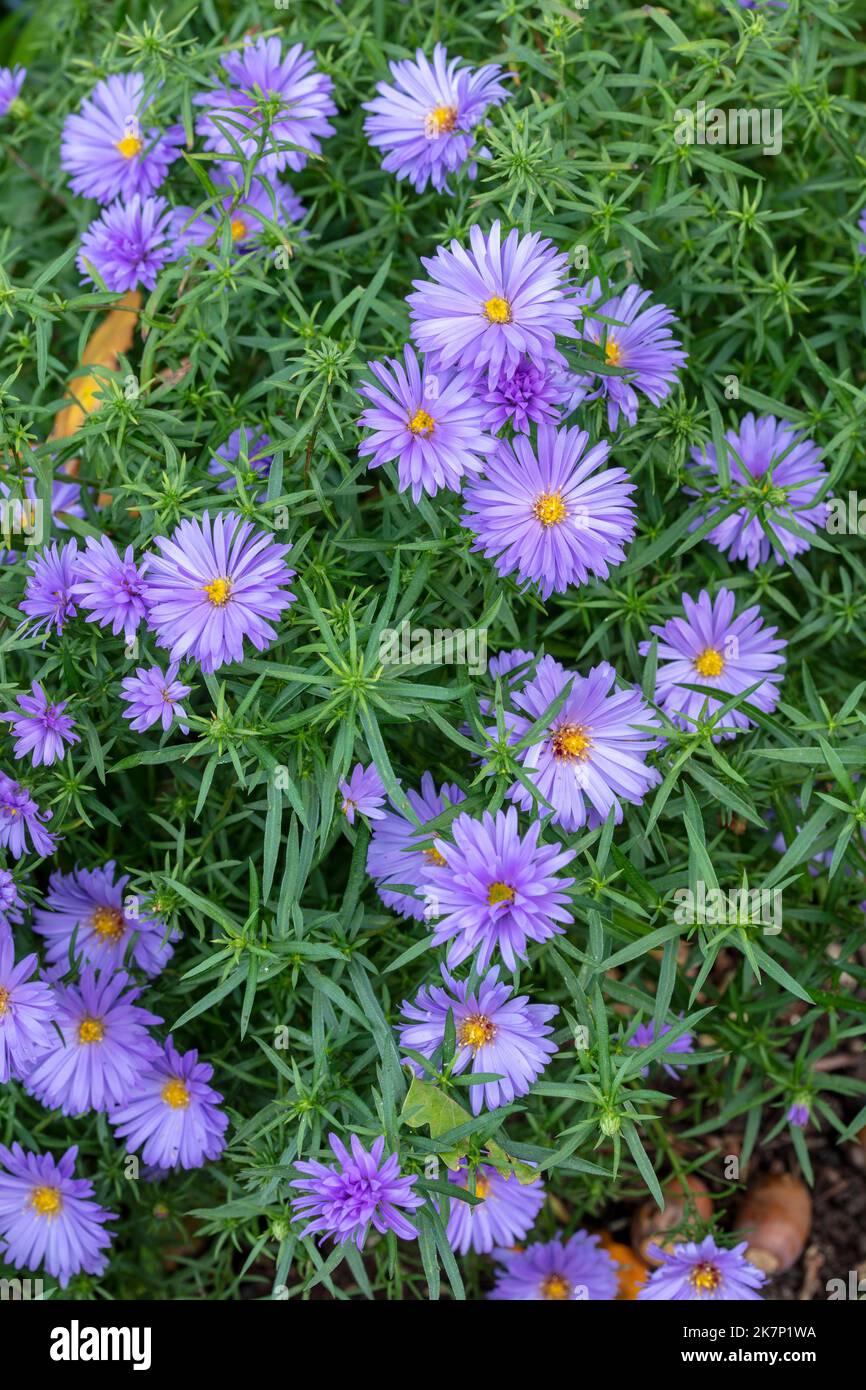 Radiant Aster flowers in close up, natural flower portrait Stock Photo ...