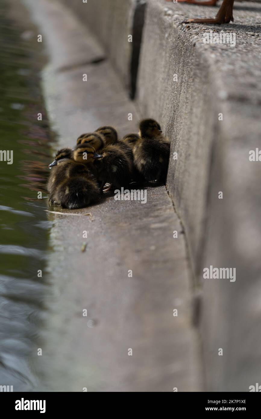 Mallard Duckling Duckling Huddled Together group shot low level water view Stock Photo - Alamy