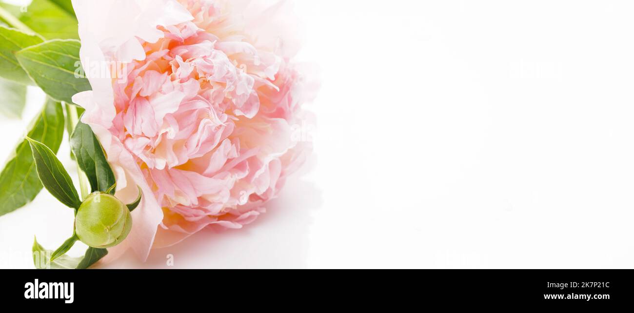 Romantic banner, delicate white peonies flowers close-up Stock Photo ...