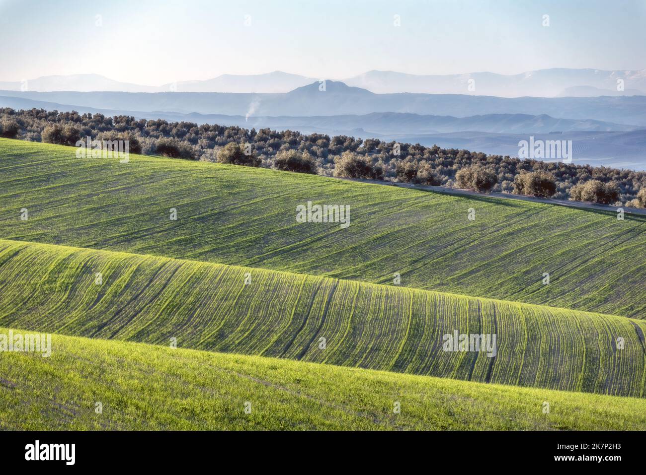 Rural landscape with different planting areas, trees and mountains on ...