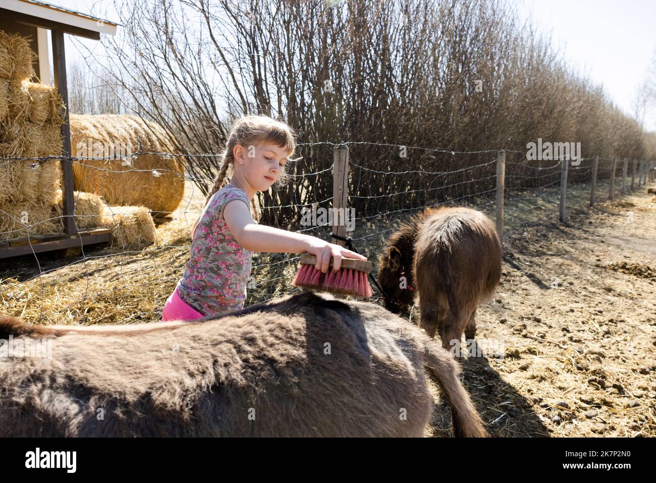Back donkeys hi-res stock photography and images - Alamy