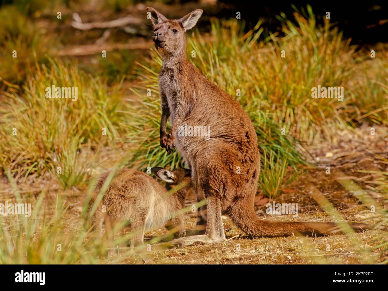 The western grey kangaroo (Macropus fuliginosus), also referred to as a ...