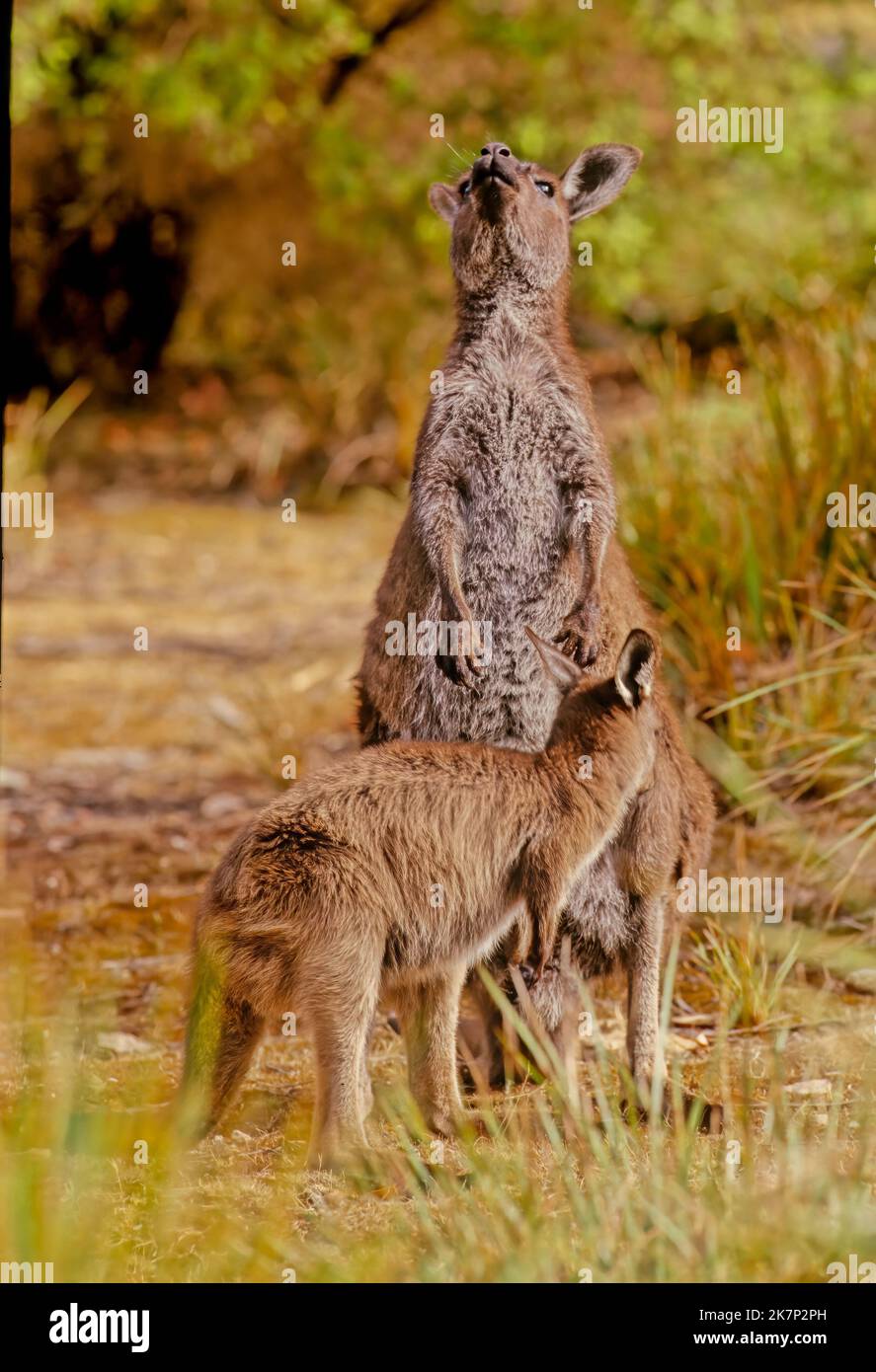The western grey kangaroo (Macropus fuliginosus), also referred to as a ...