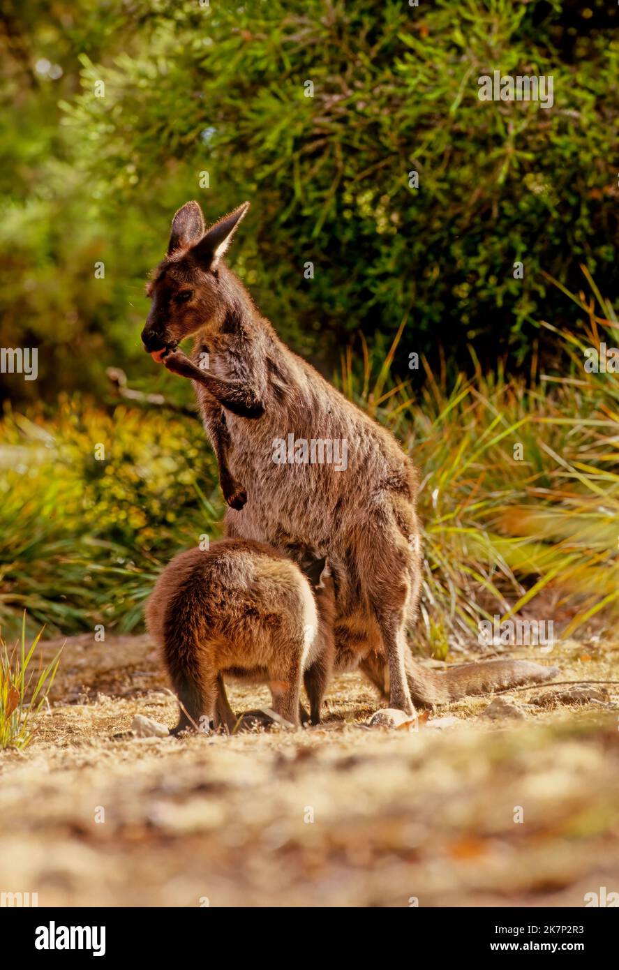The western grey kangaroo (Macropus fuliginosus), also referred to as a ...