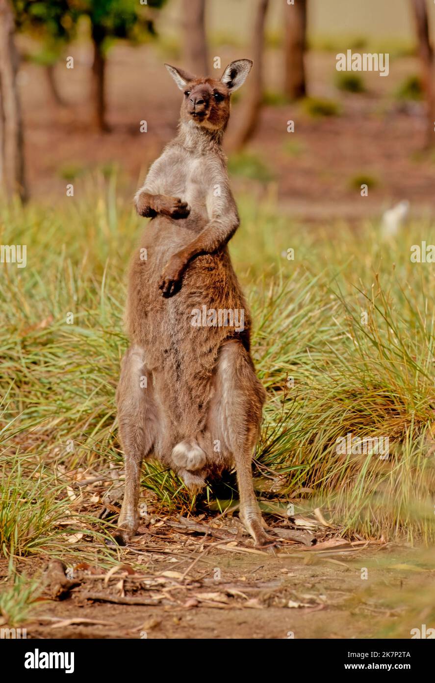 Black faced kangaroo hi-res stock photography and images - Alamy