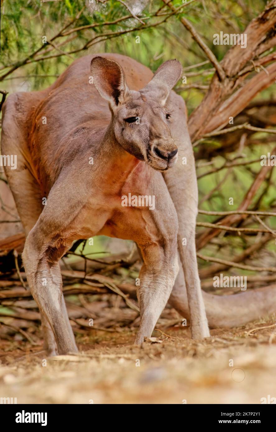 The red kangaroo (Osphranter rufus[5]) is the largest of all kangaroos ...