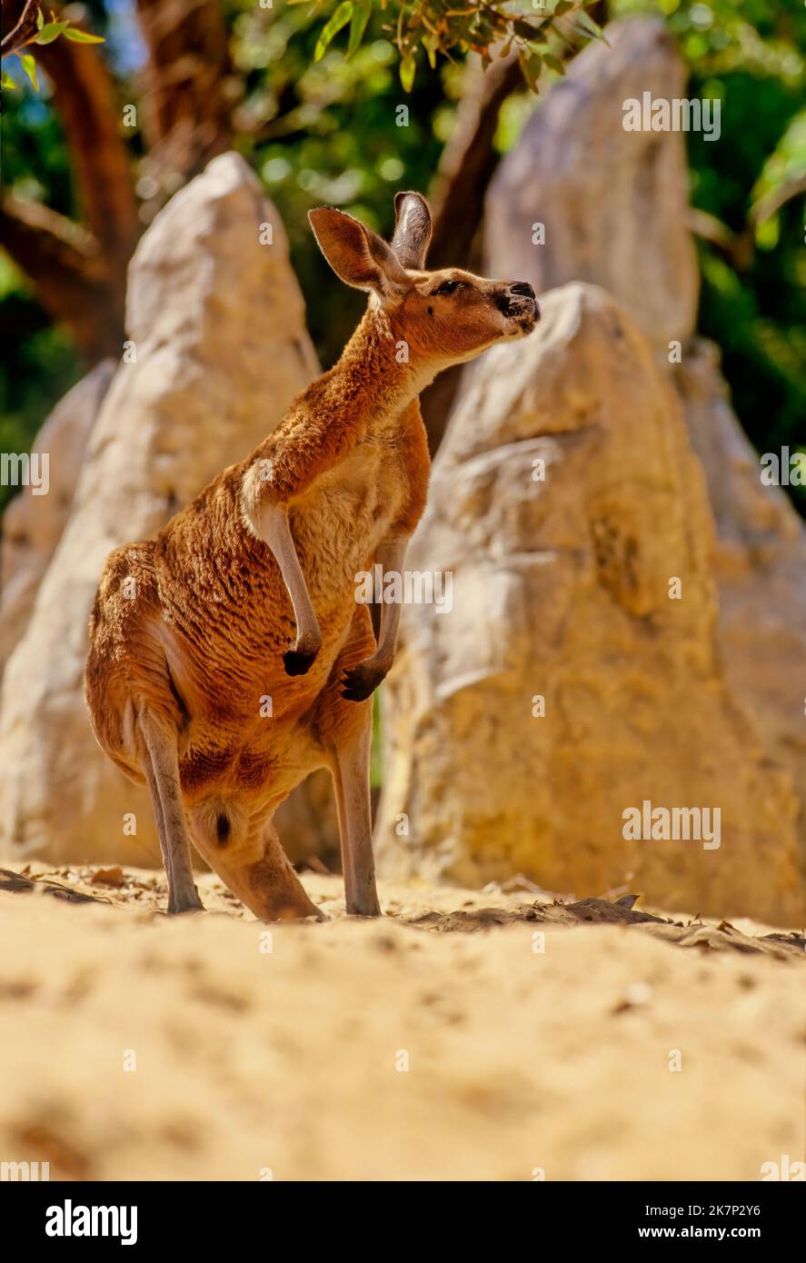 The red kangaroo (Osphranter rufus[5]) is the largest of all kangaroos ...