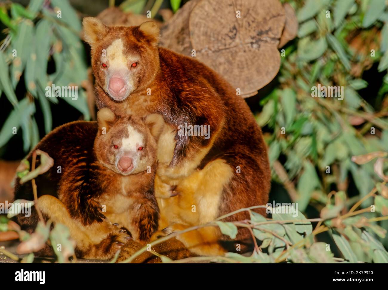 Matschie's tree-kangaroo (Dendrolagus matschiei), also known as the Huon tree-kangaroo is a tree ...