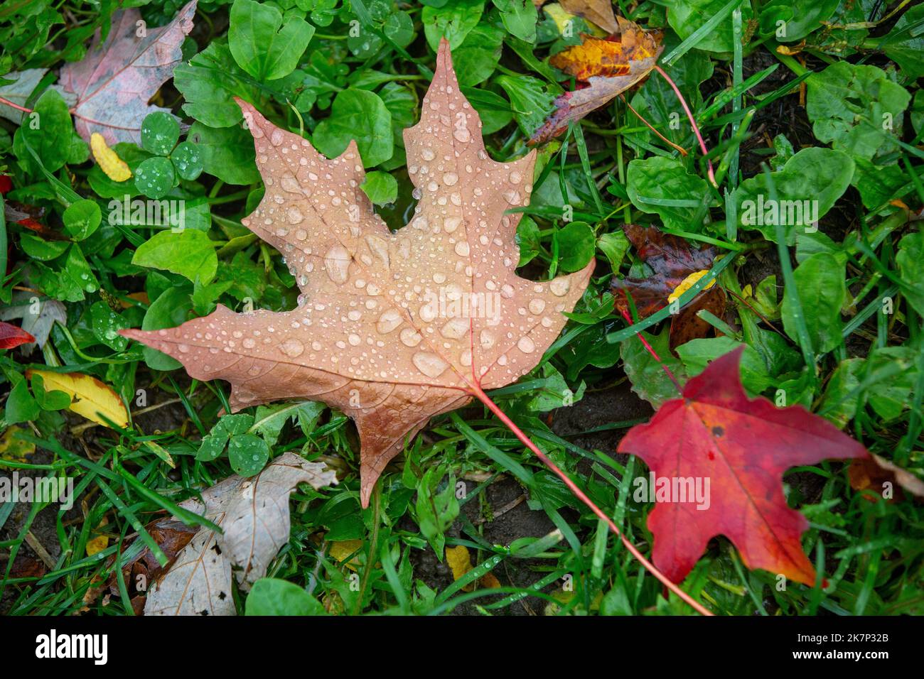 Vibrant fall leaves from a maple tree in Kingston, Ontario Stock Photo ...