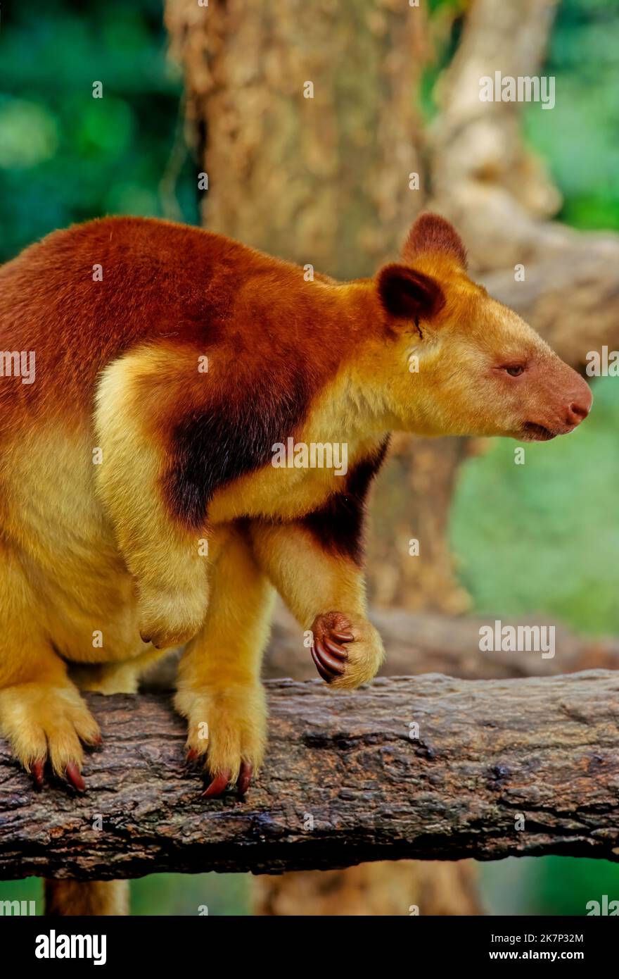 Matschie's tree-kangaroo (Dendrolagus matschiei), also known as the ...