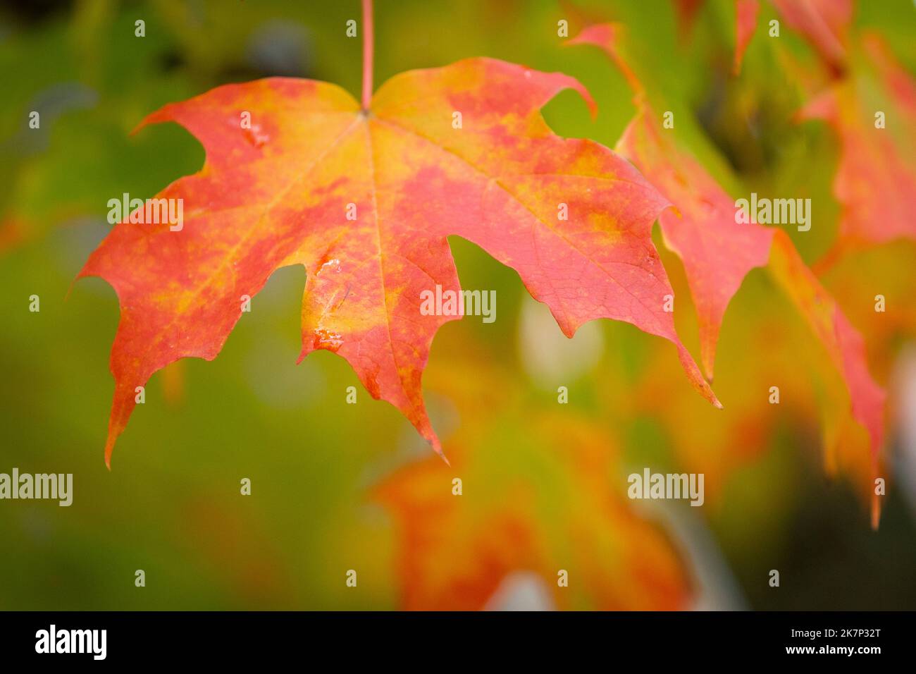 Vibrant fall leaves from a maple tree in Kingston, Ontario Stock Photo ...