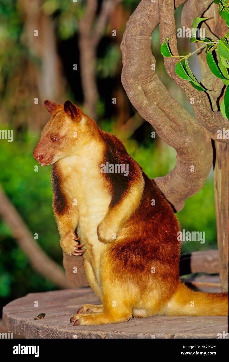 Matschie's tree-kangaroo (Dendrolagus matschiei), also known as the ...