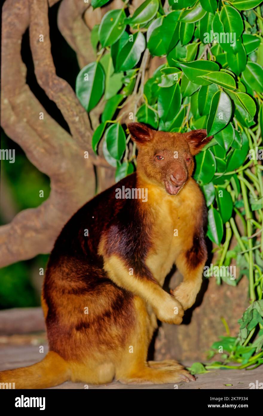 Matschie's tree-kangaroo (Dendrolagus matschiei), also known as the ...