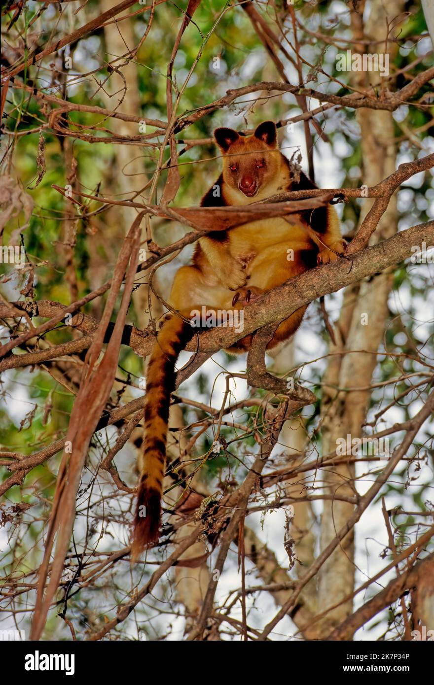 Matschie's tree-kangaroo (Dendrolagus matschiei), also known as the ...