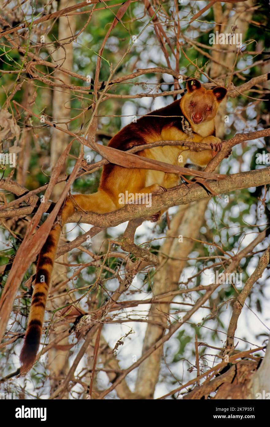 Matschie's tree-kangaroo (Dendrolagus matschiei), also known as the ...