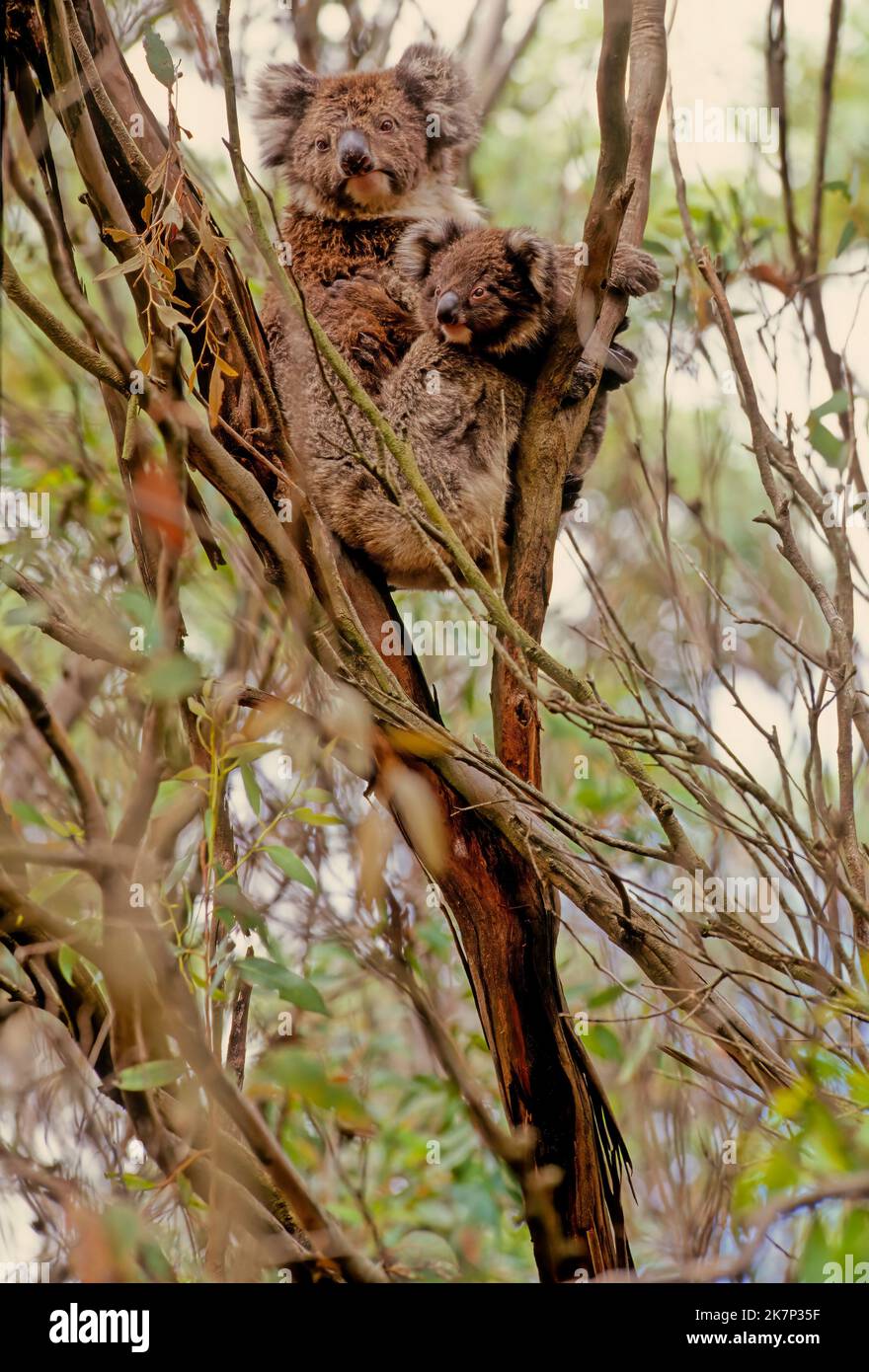 The koala or, inaccurately, koala bear (Phascolarctos cinereus) is an ...