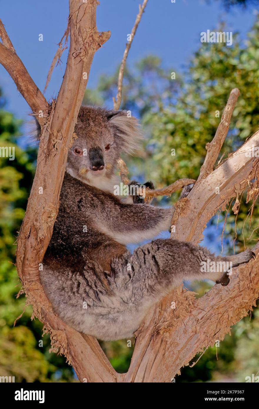 The koala or, inaccurately, koala bear (Phascolarctos cinereus) is an ...