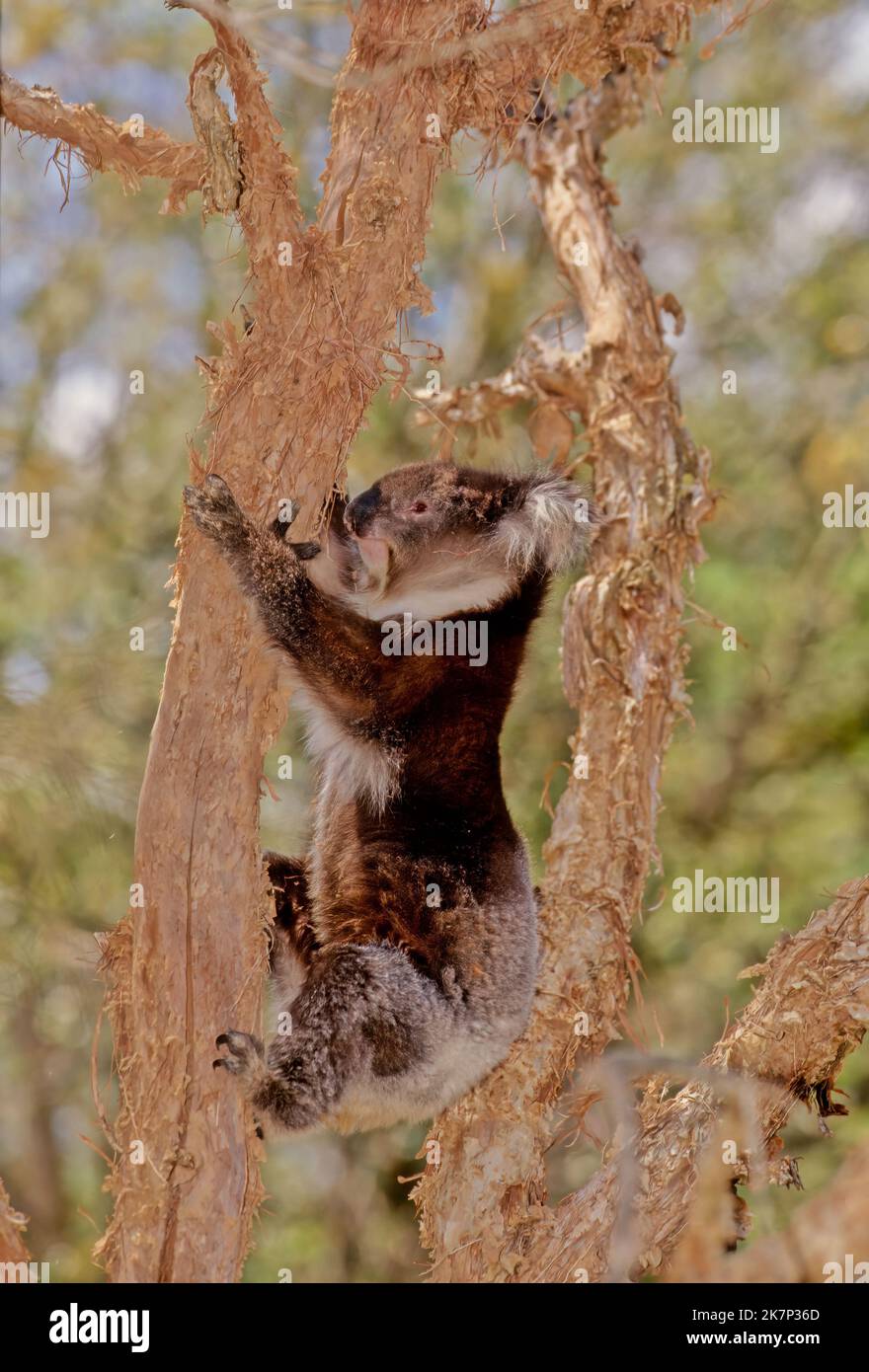 The koala or, inaccurately, koala bear (Phascolarctos cinereus) is an ...