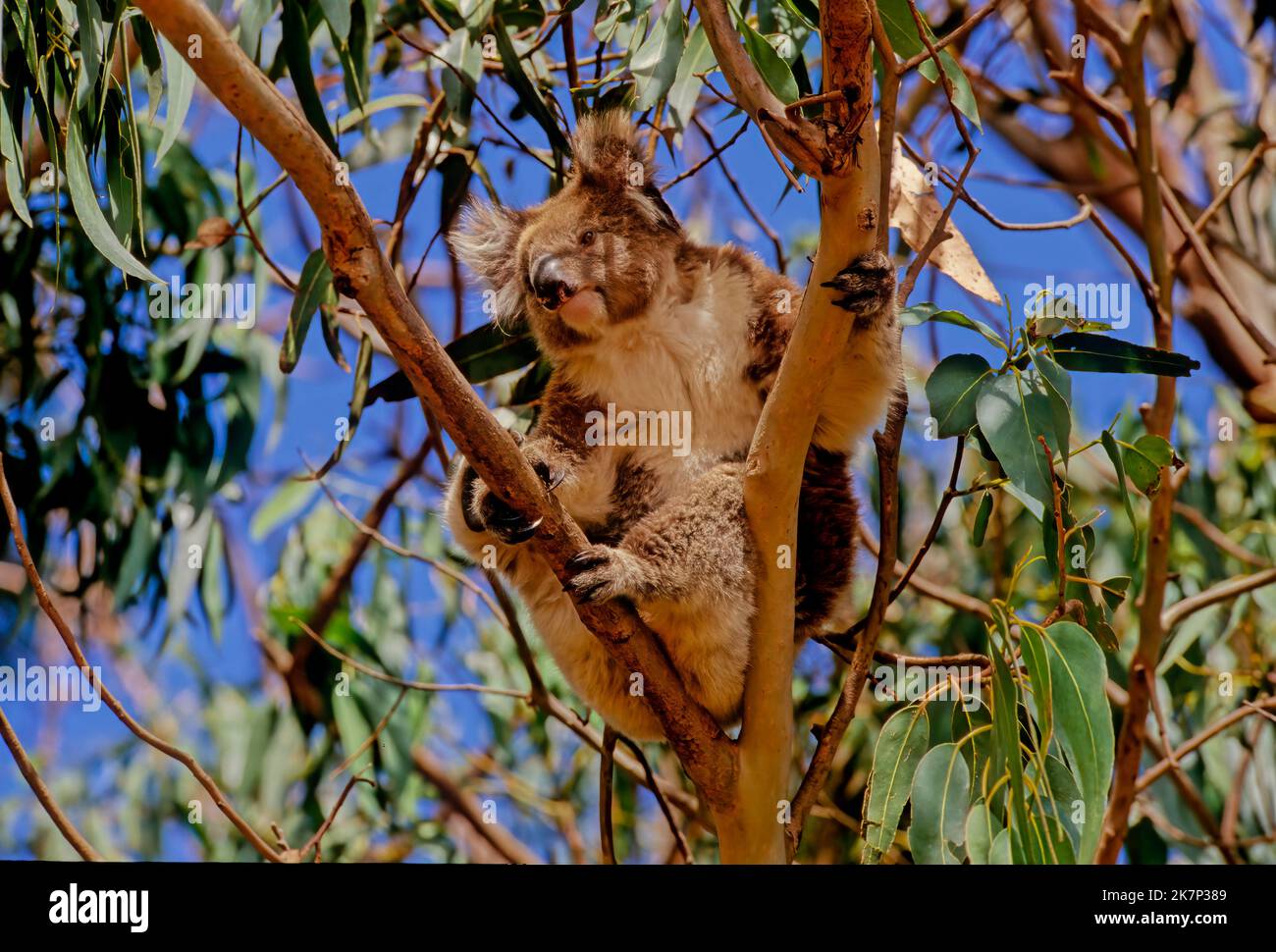 The koala or, inaccurately, koala bear (Phascolarctos cinereus) is an ...