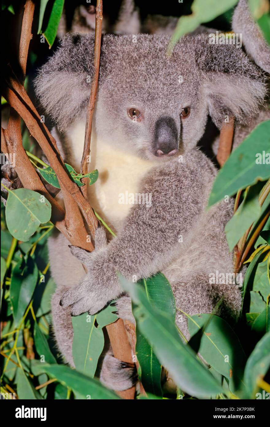 The koala or, inaccurately, koala bear (Phascolarctos cinereus) is an ...