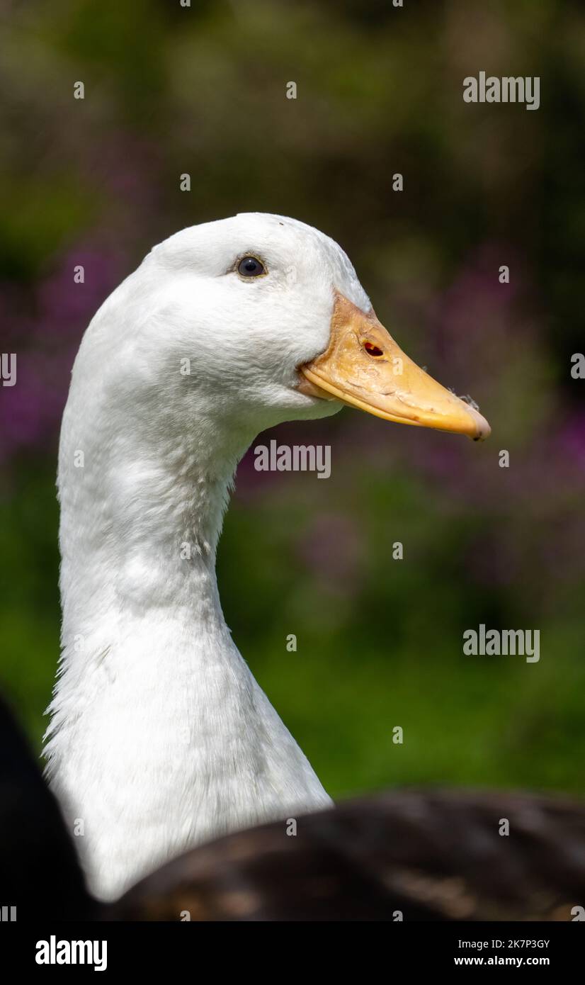 Large Pekin, Aylesbury Peking American Heavy Duck low level View close ...