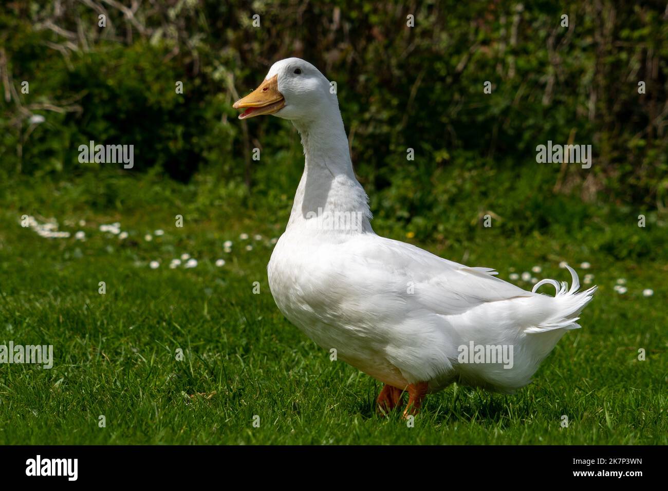 Large Pekin, Aylesbury Peking American Heavy Duck low level View close ...