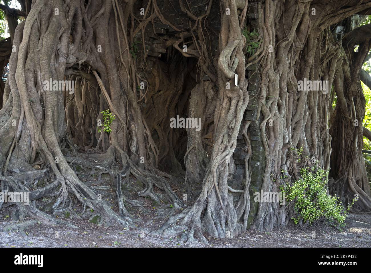Kam Tin Tree House in Shui Mei Village is said to be a former study ...