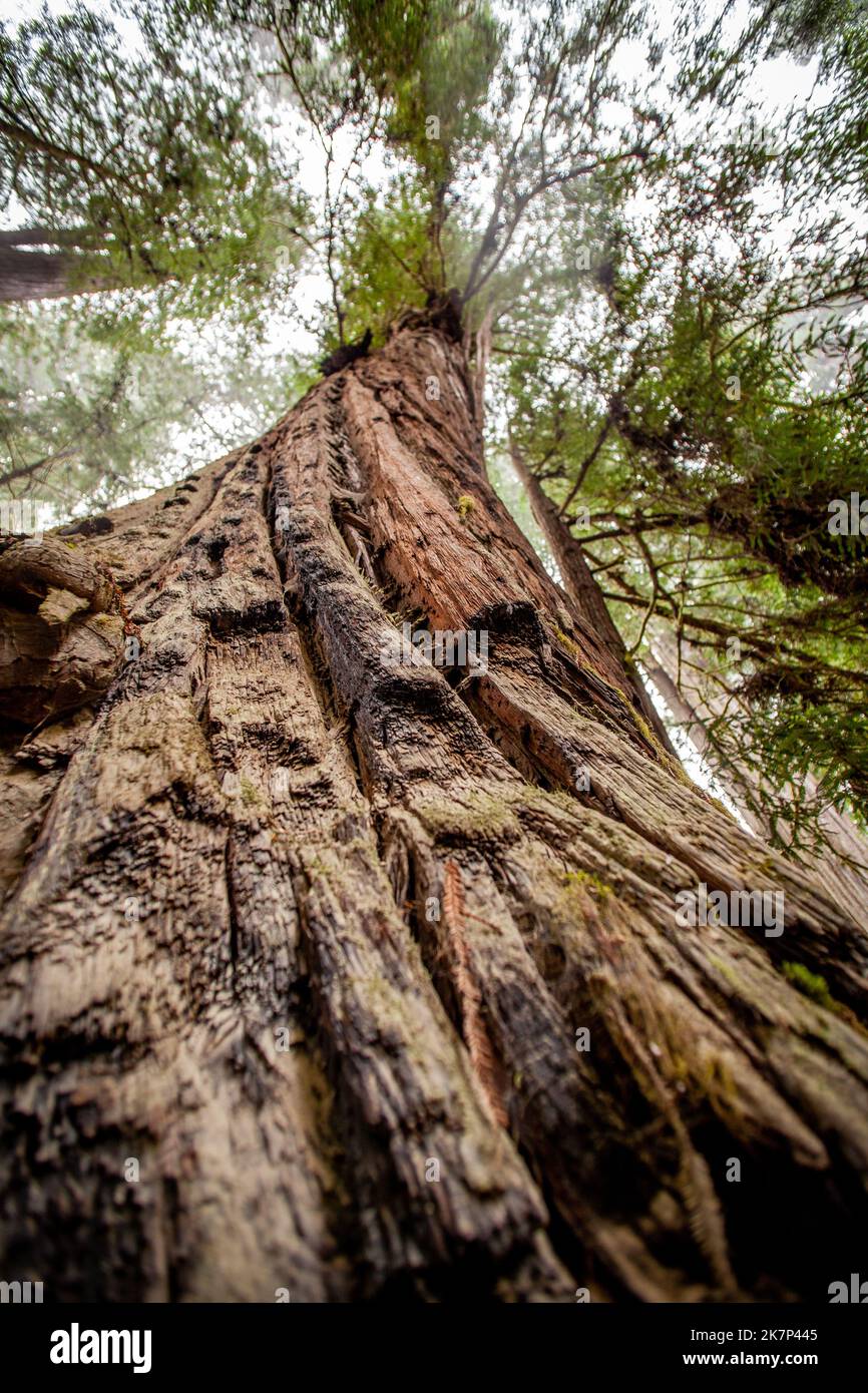 Redwood trees in Northern California Stock Photo - Alamy