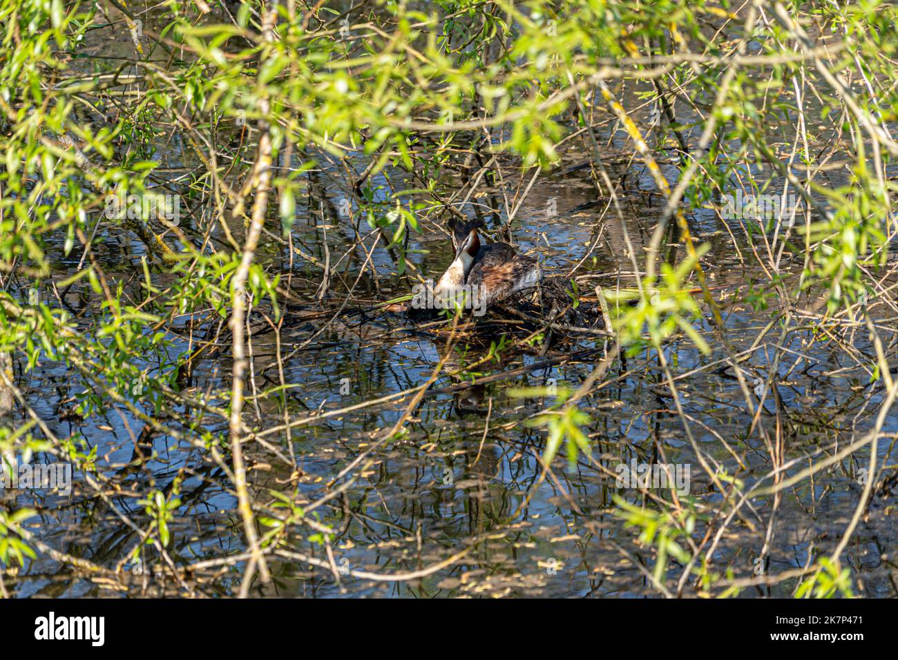 Great Crested Grebe Nest Hidden in Dense Water Plants Stock Photo - Alamy