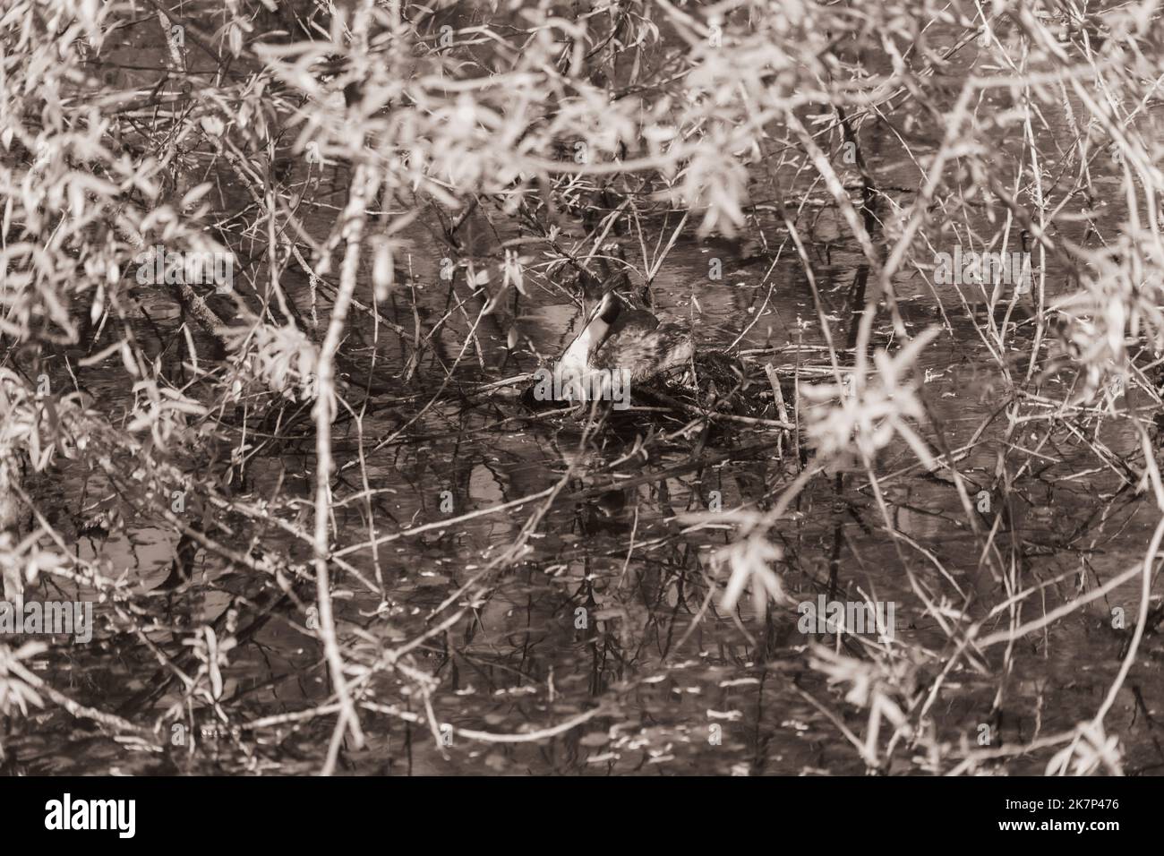 Great Crested Grebe Nest Hidden in Dense Water Plants Stock Photo - Alamy