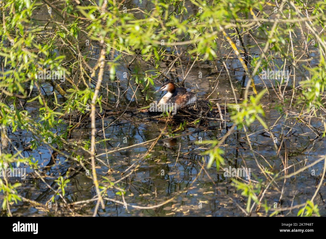 Great Crested Grebe Nest Hidden in Dense Water Plants Stock Photo - Alamy