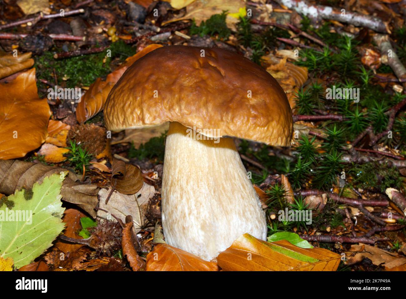 Distributed across the northern hemisphere hi-res stock photography and ...