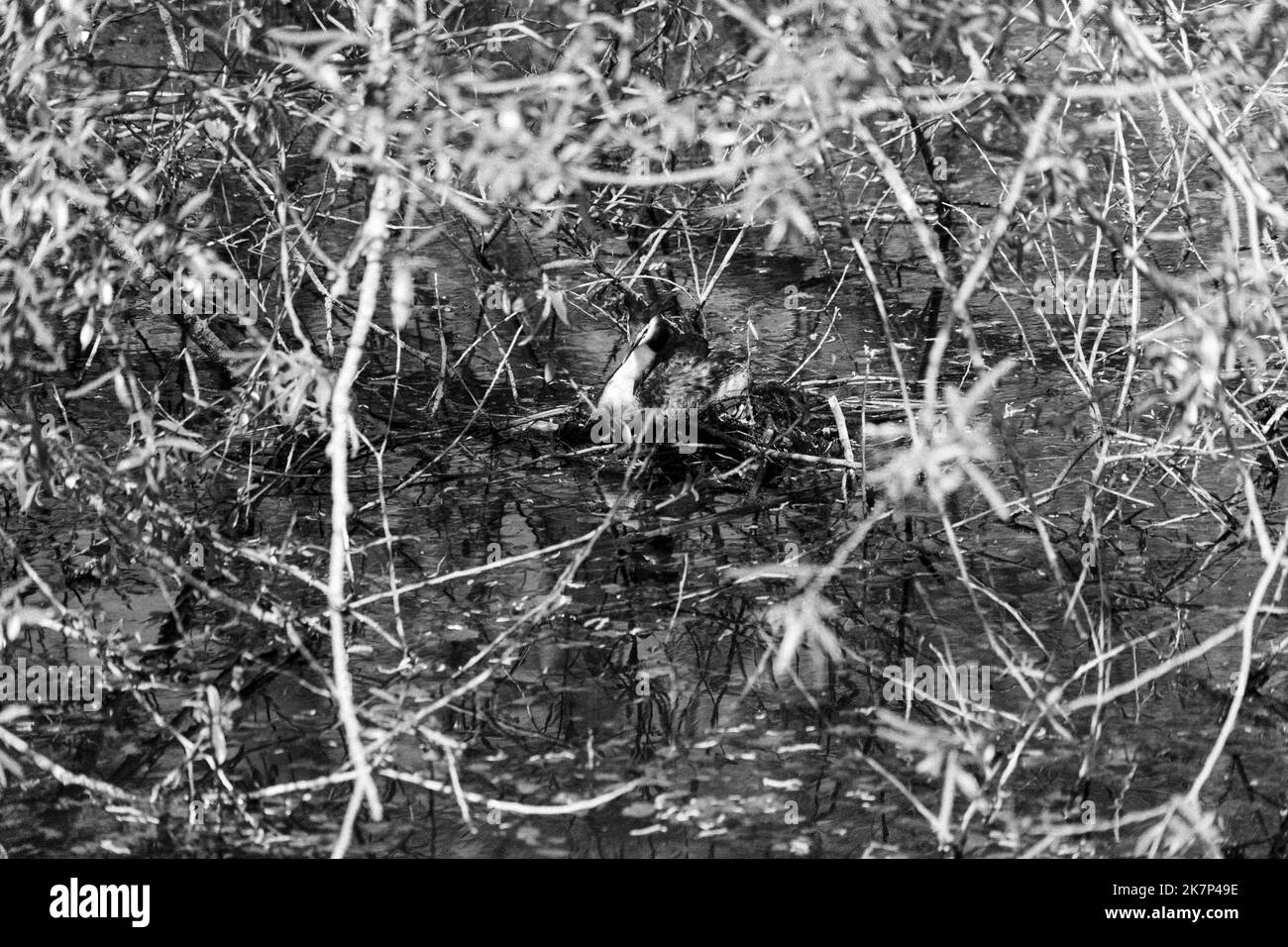 Grebe environment Black and White Stock Photos & Images - Alamy