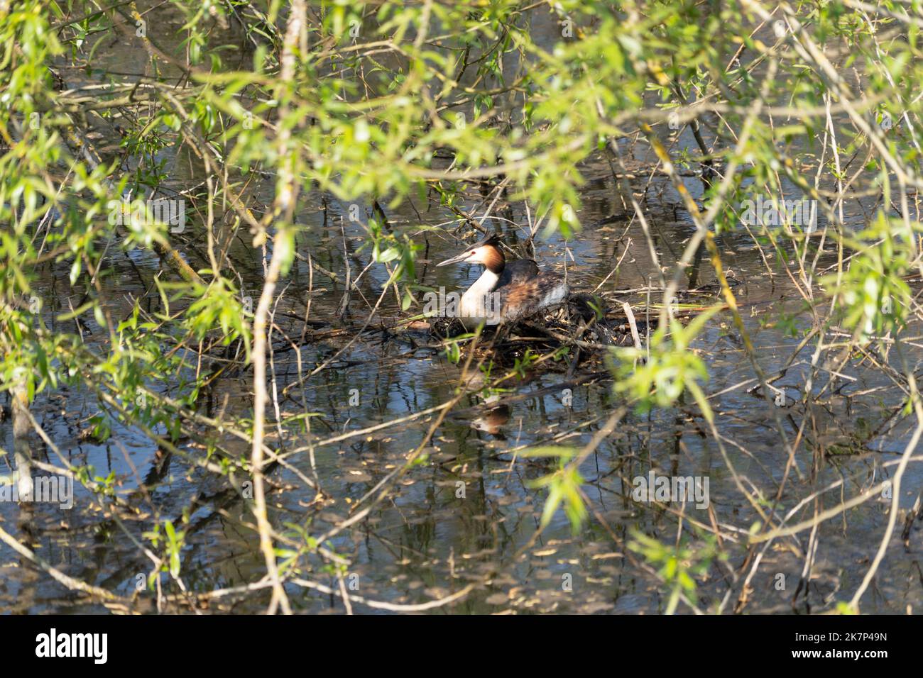 Great Crested Grebe Nest Hidden in Dense Water Plants Stock Photo - Alamy