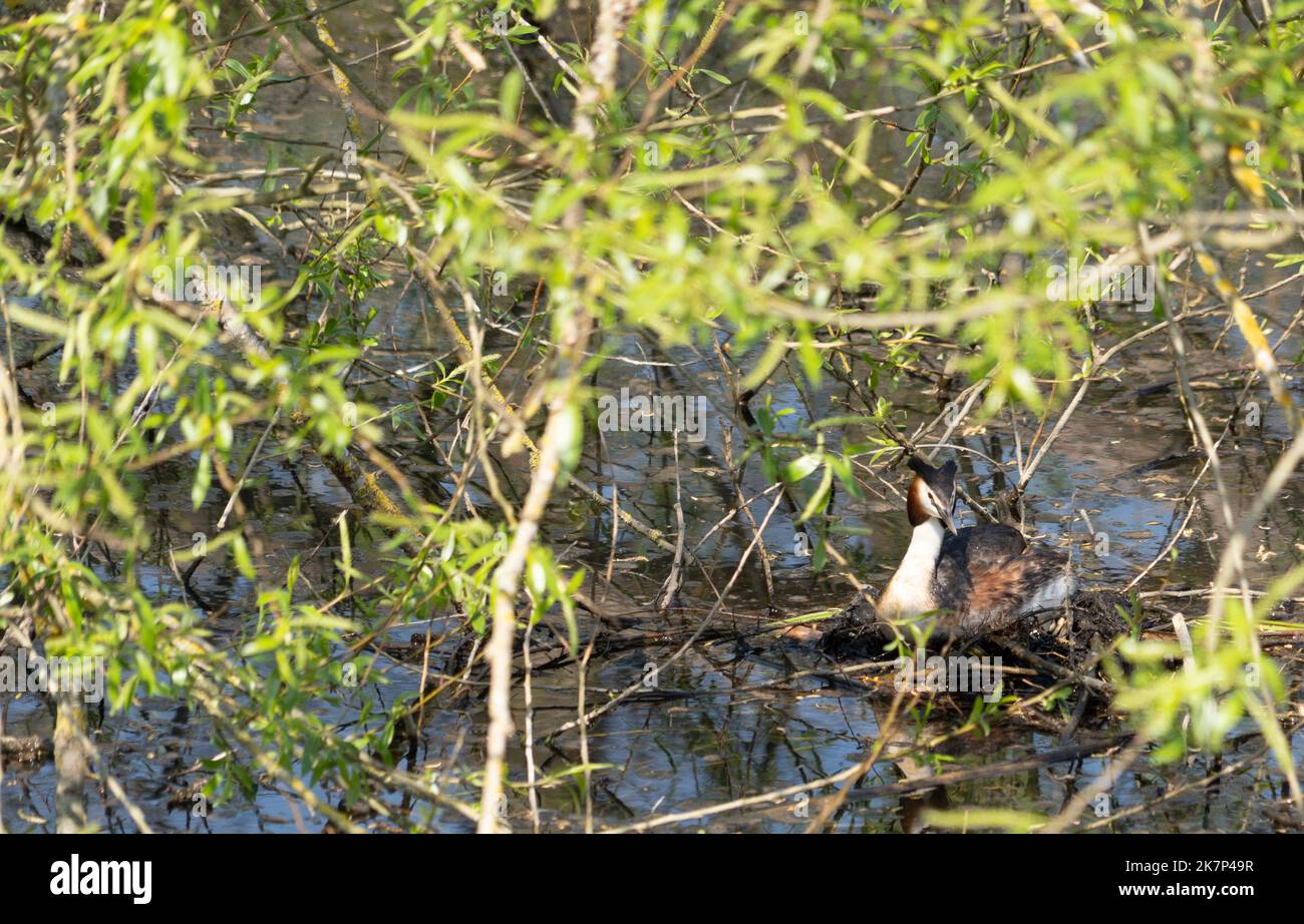 Great Crested Grebe Nest Hidden in Dense Water Plants Stock Photo - Alamy