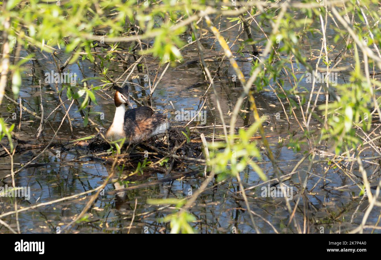 Great Crested Grebe Nest Hidden in Dense Water Plants Stock Photo - Alamy