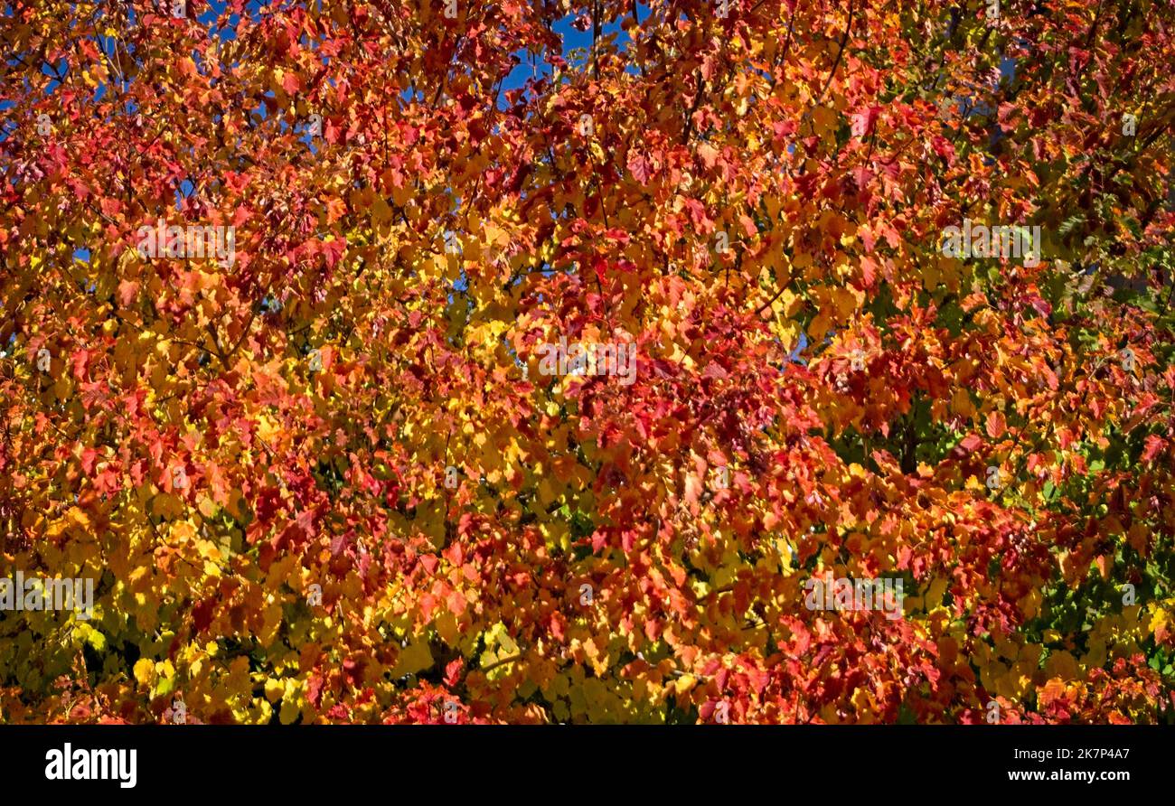 Calgary alberta autumn hi-res stock photography and images - Alamy