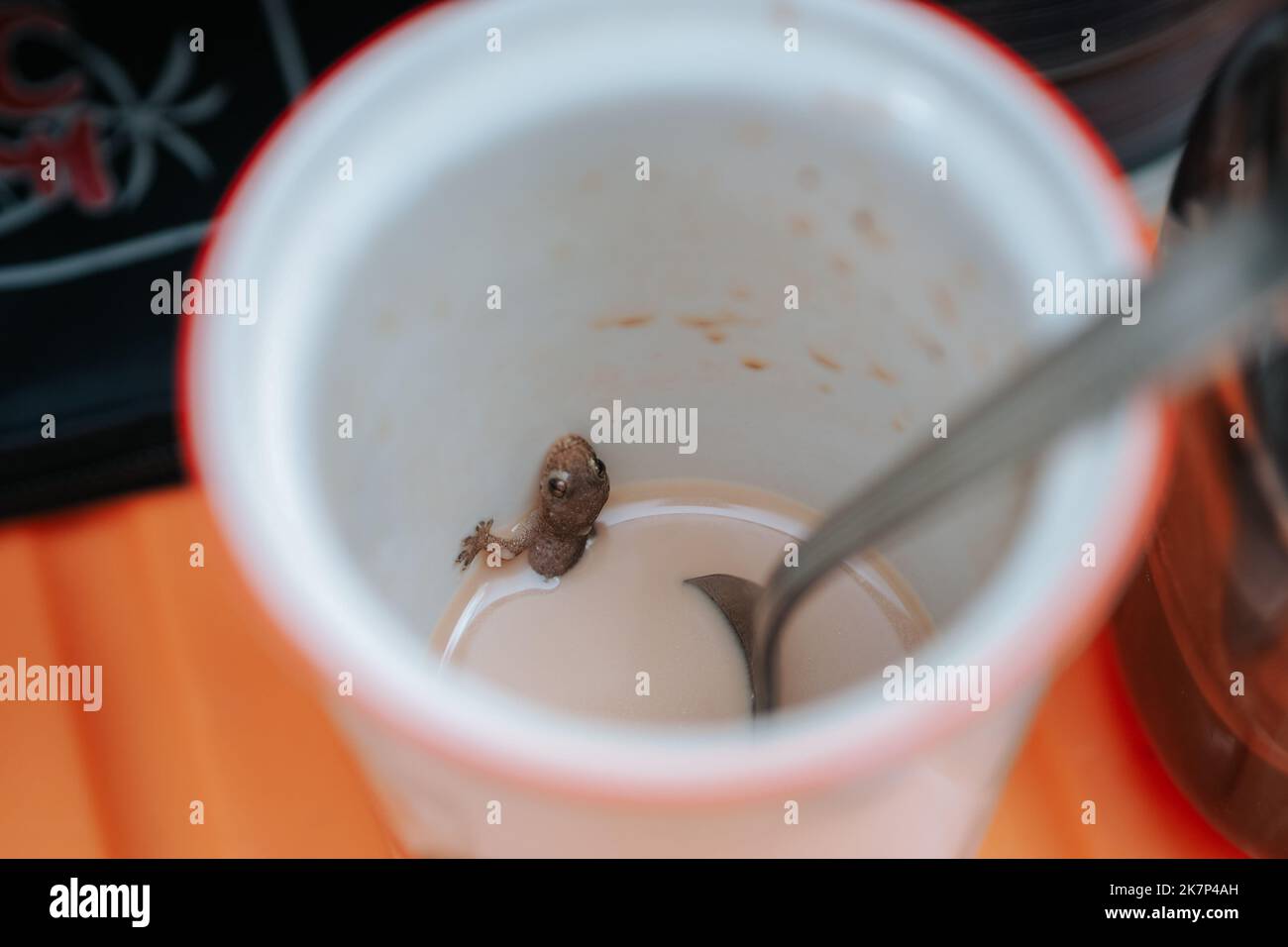 a house lizard swimming in a glass of chocolate milk Stock Photo - Alamy