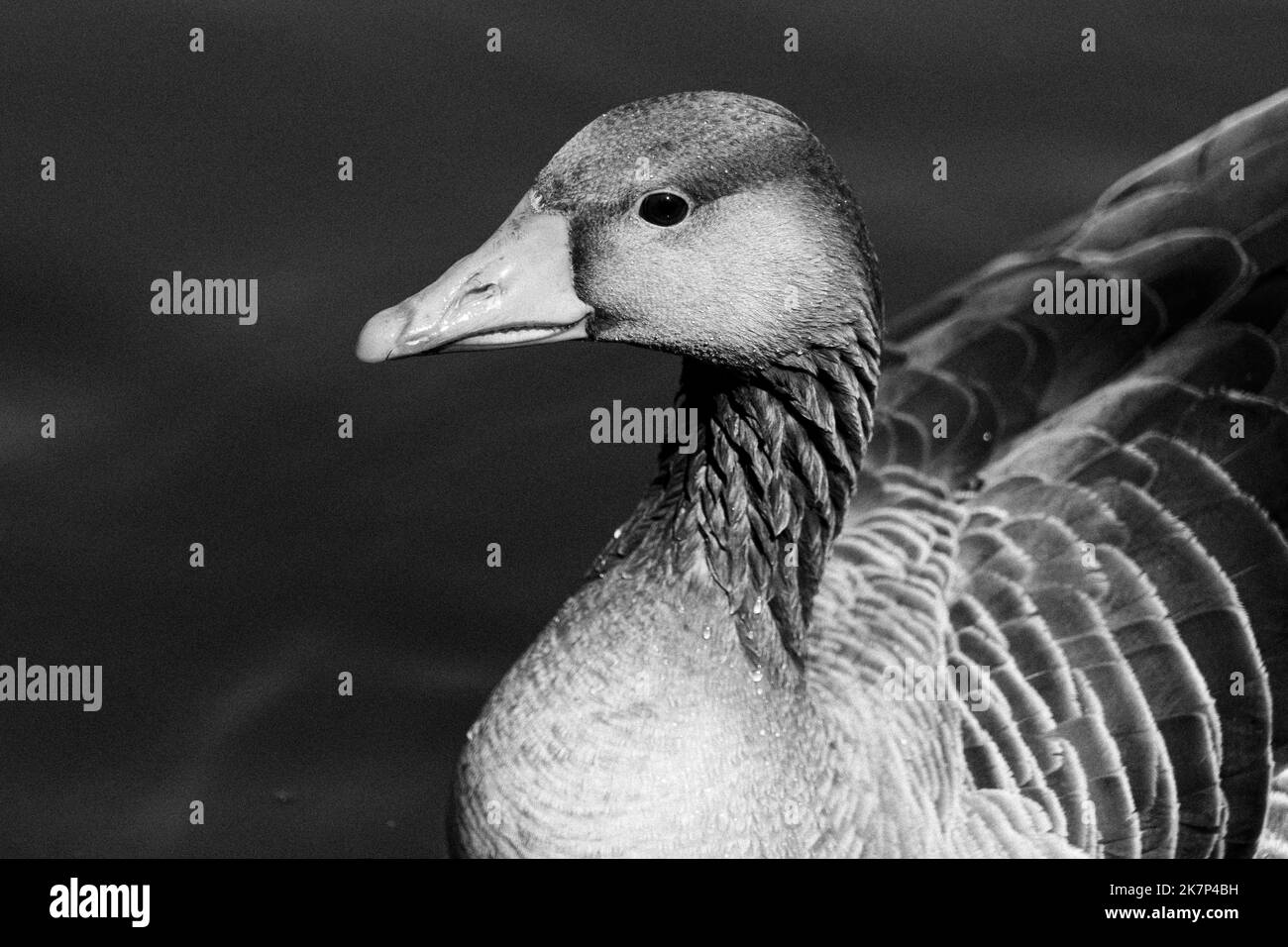 Yellow geese Black and White Stock Photos & Images - Alamy
