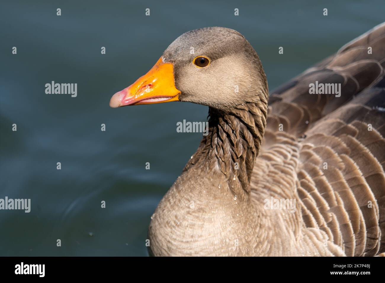 Organge natural hi-res stock photography and images - Alamy